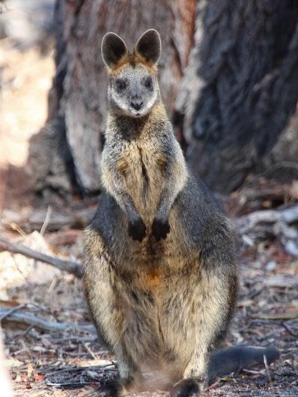 Experience Australian Wildlife Journeys | 39 Degrees South